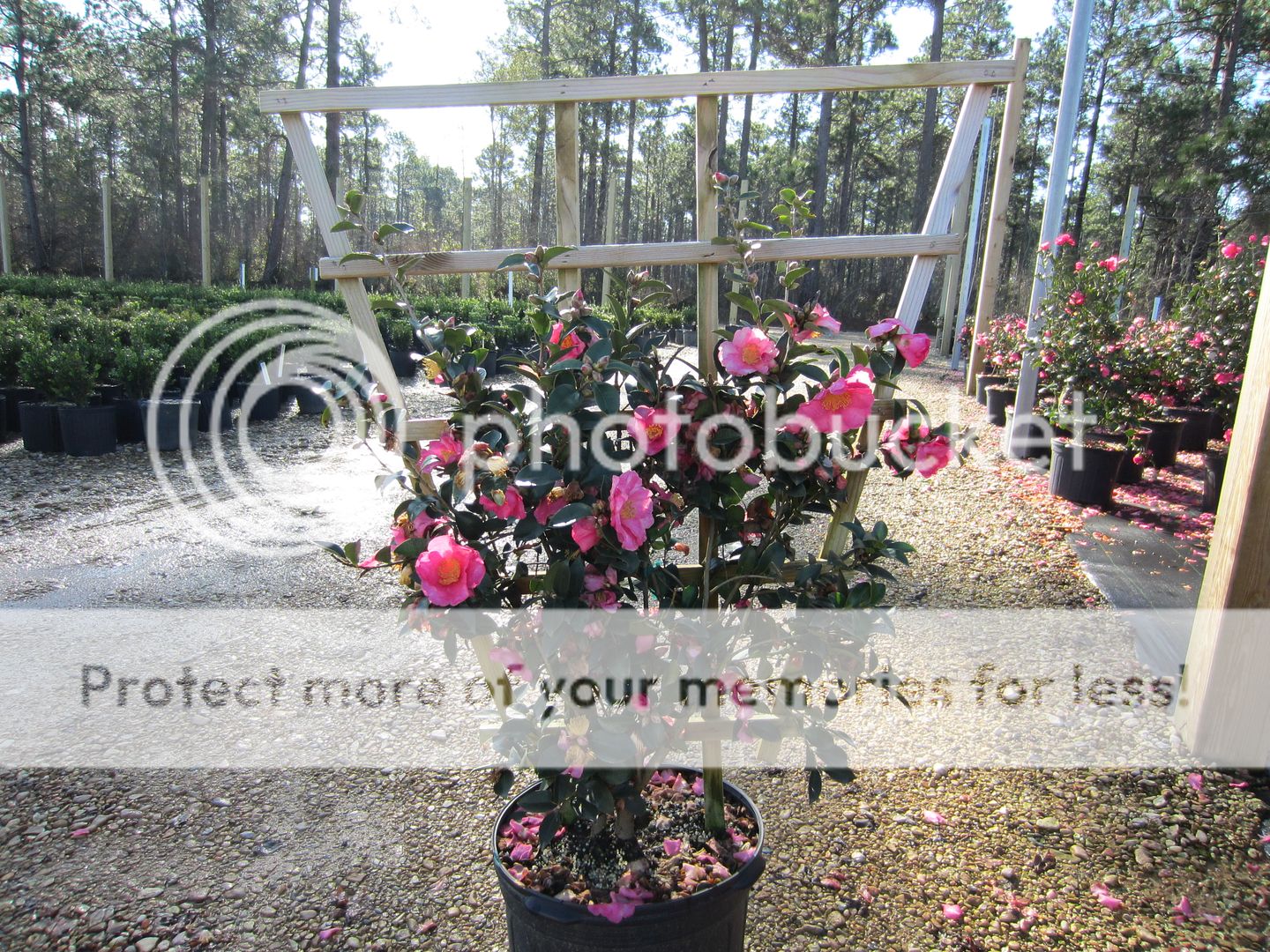Camellia Trellis Photo by CCLANDDESIGN | Photobucket