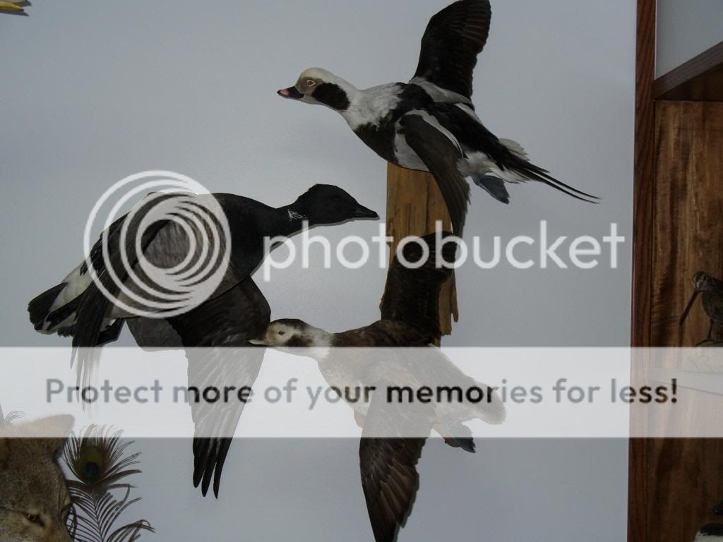 Brant mount pics wanted... | Duck Hunting Forum