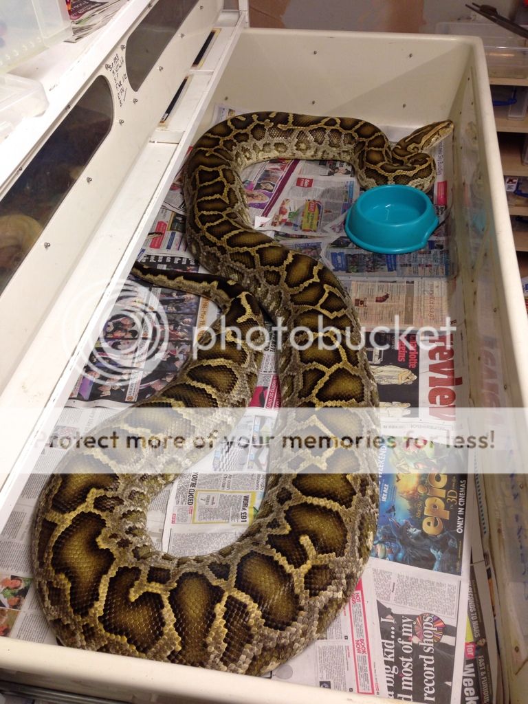 E Midlands - Breeder Burmese Pythons For Sale! | Reptile Forums