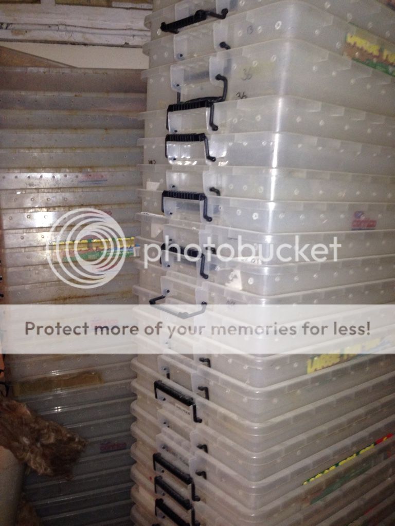 150 large contico boxes for sale | Reptile Forums