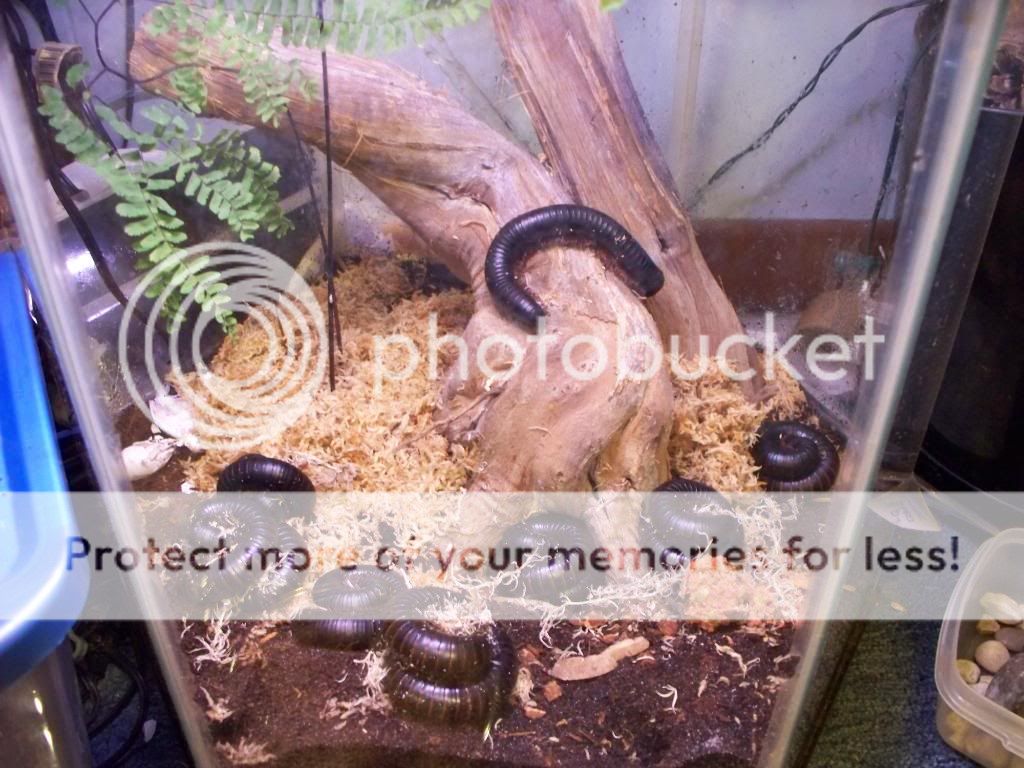 New AGB Millipedes and Planted tank | Arachnoboards