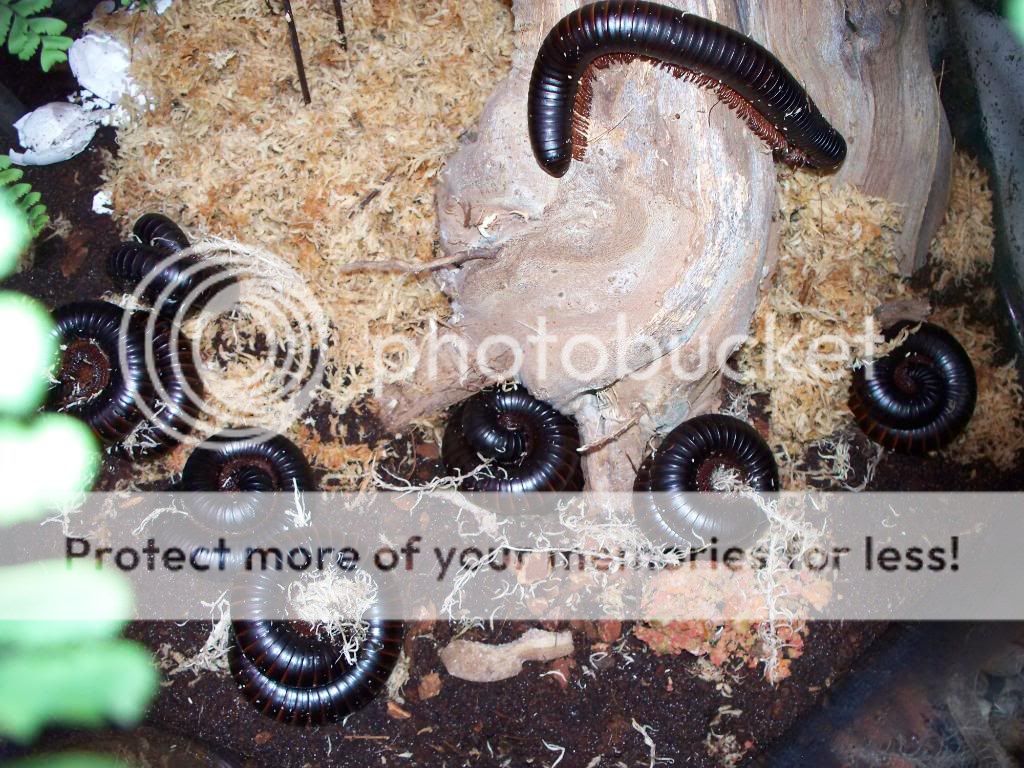 New AGB Millipedes and Planted tank | Arachnoboards