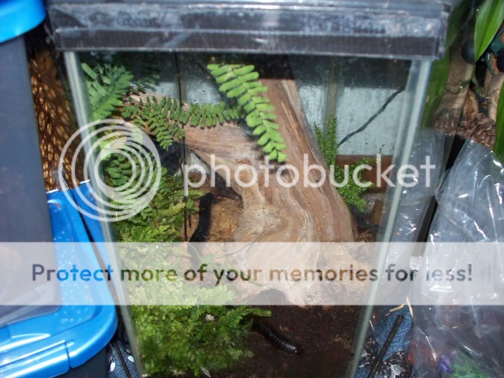 New AGB Millipedes and Planted tank | Arachnoboards