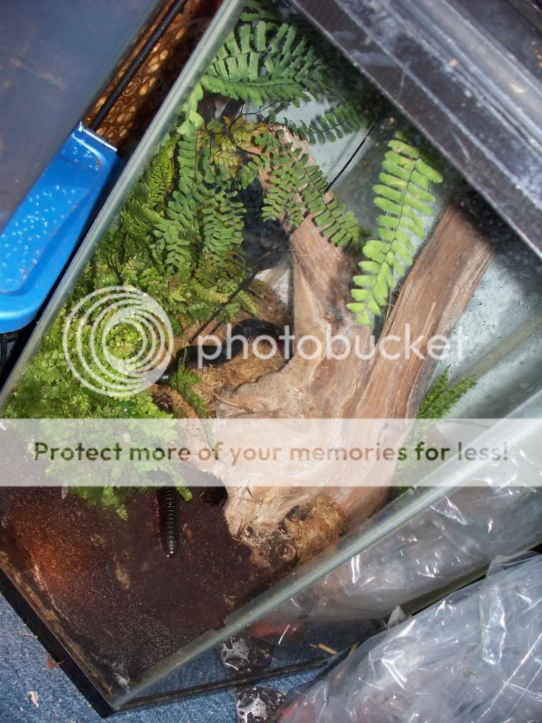 New AGB Millipedes and Planted tank | Arachnoboards