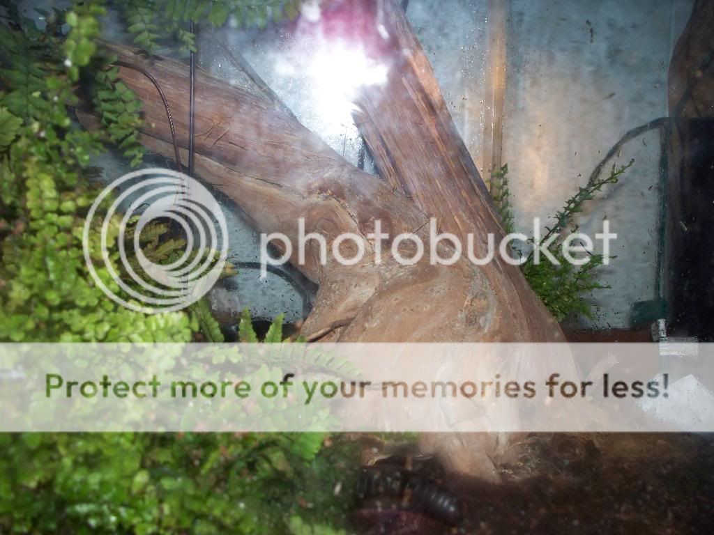 New AGB Millipedes and Planted tank | Arachnoboards